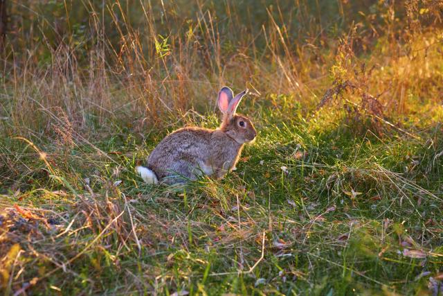 Rabbit virus put to the test | Eyre Peninsula Advocate