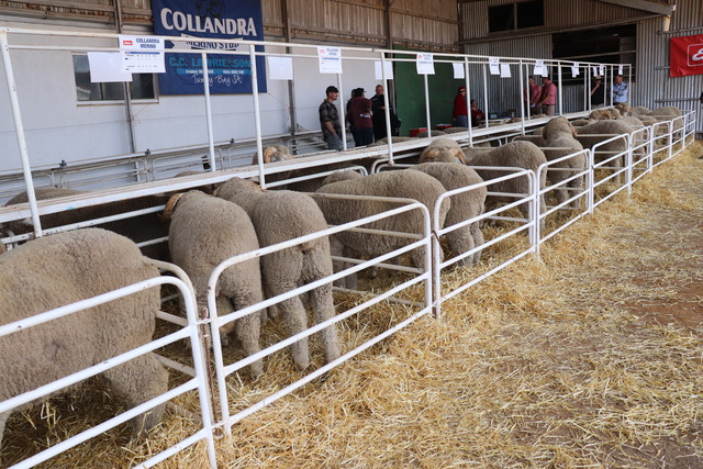 Collandra generates strong clearance | Eyre Peninsula Advocate